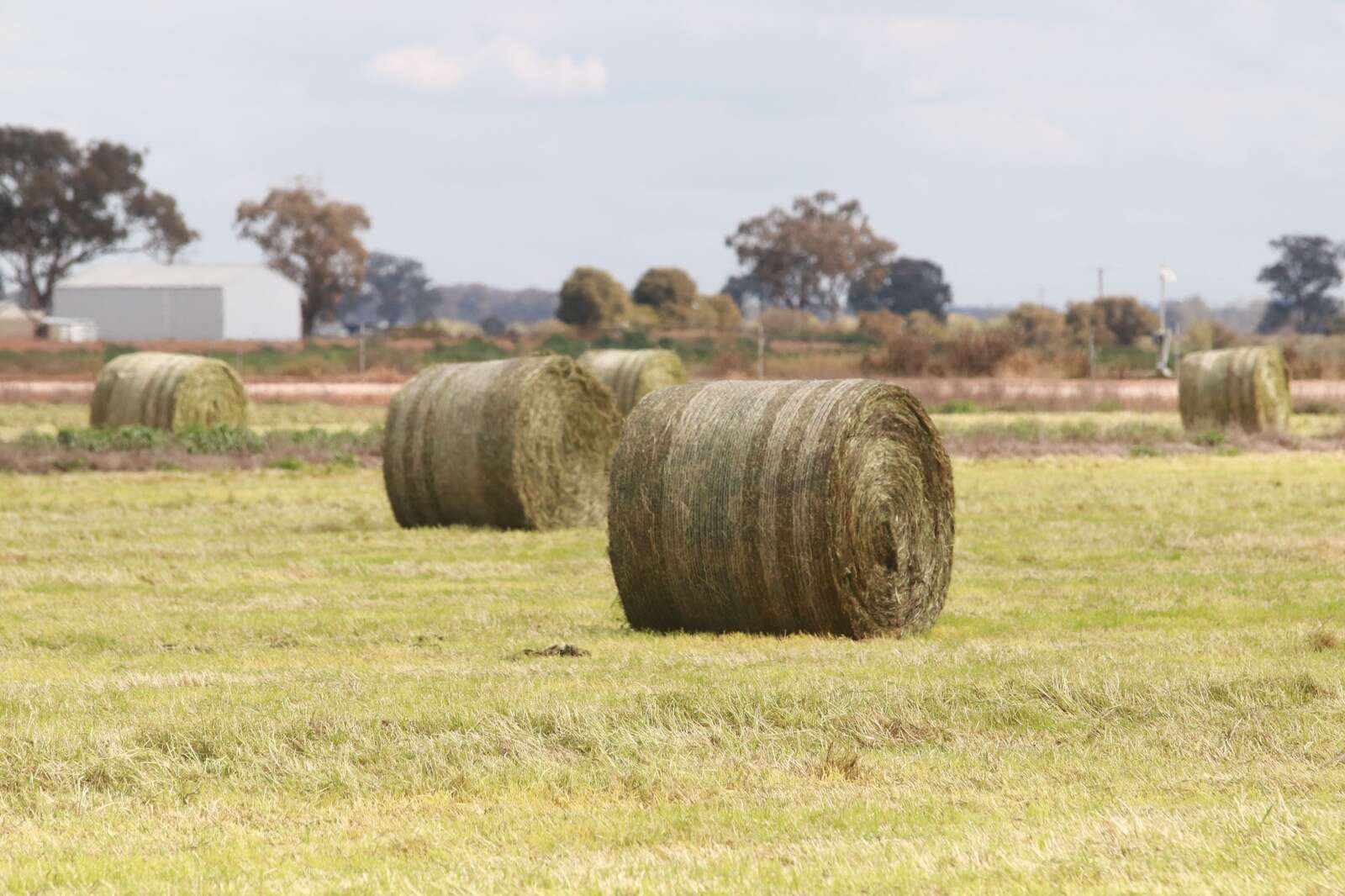 Low rainfall is taking a toll | Dairy News Australia