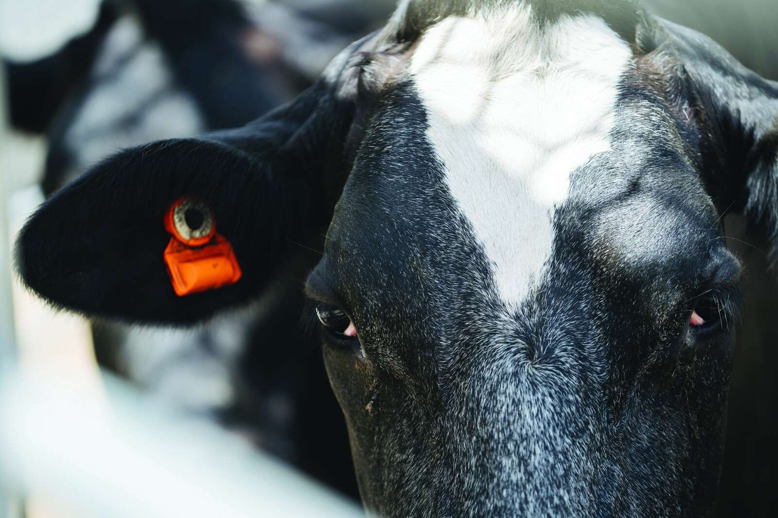 Never miss a heat with this small orange tag | Dairy News Australia