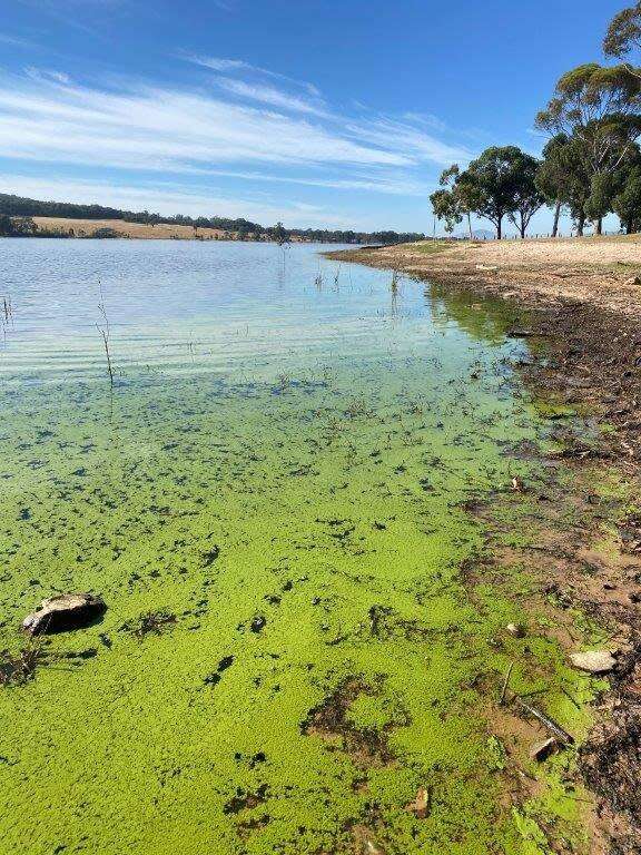 Blue-green algae warning for Lake Nillahcootie | Benalla Ensign