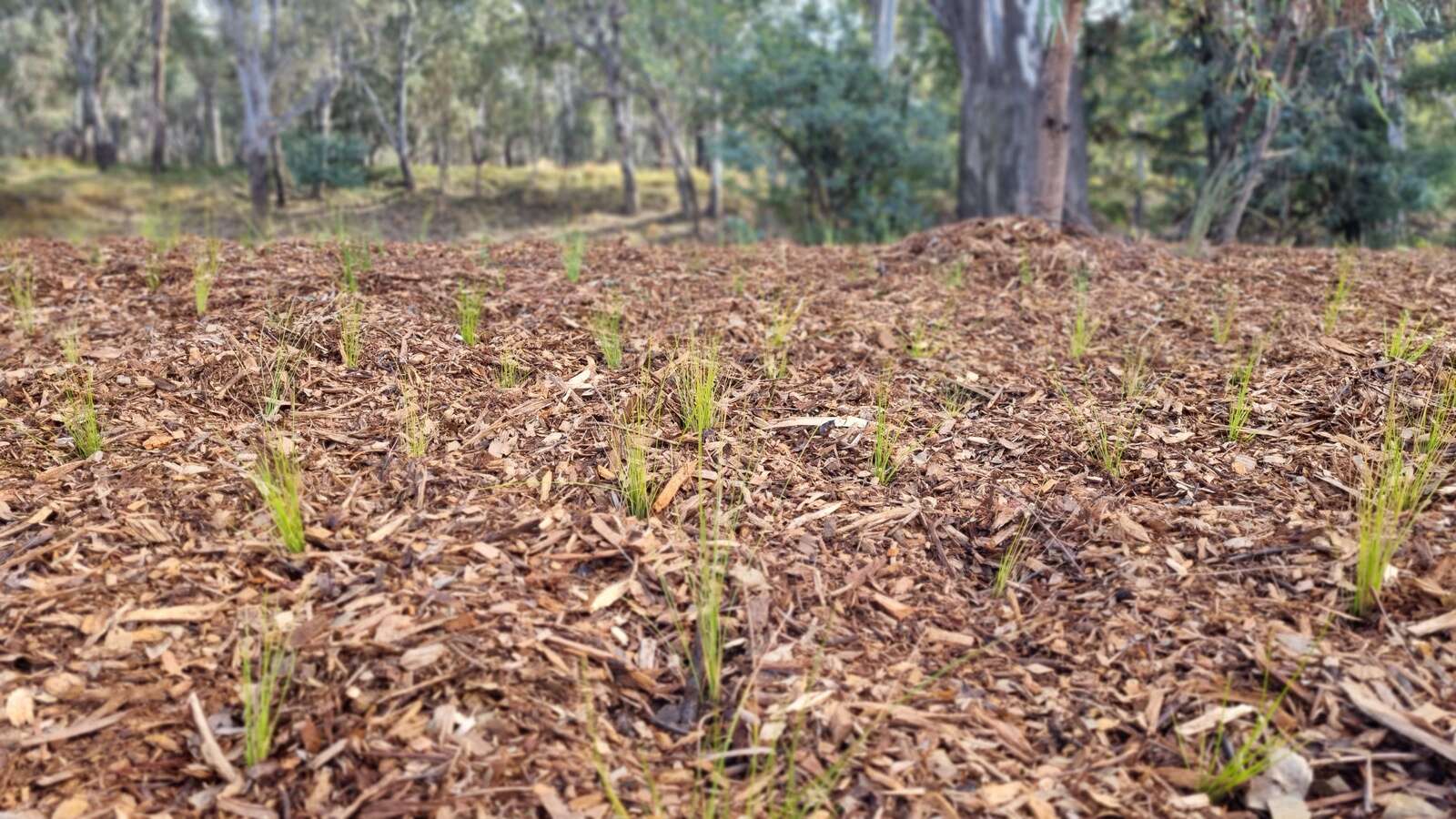 Lush new life for flood-damaged river bank | Shepparton News