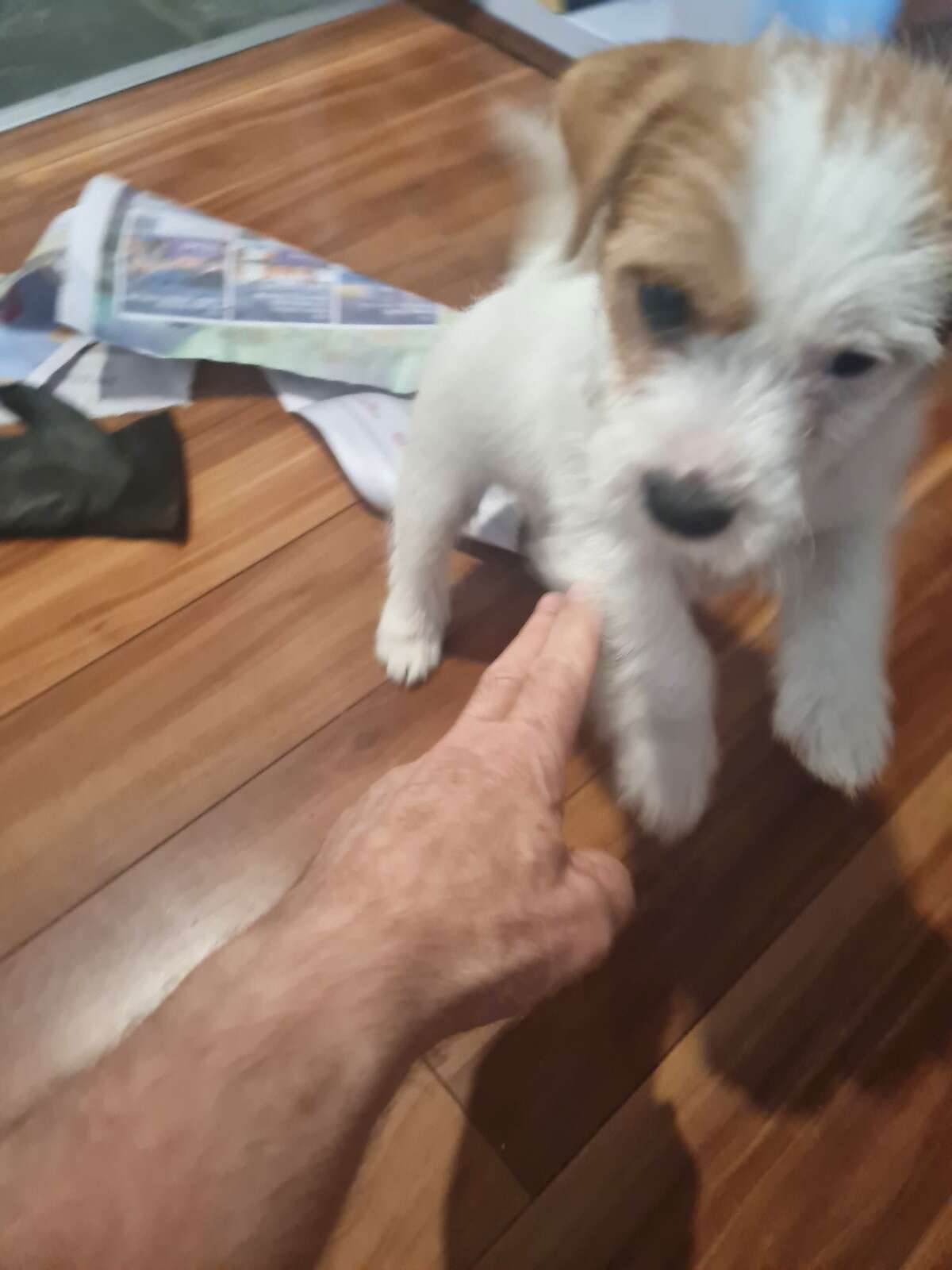 My Word | Welcome to Dezzy world | Shepparton News