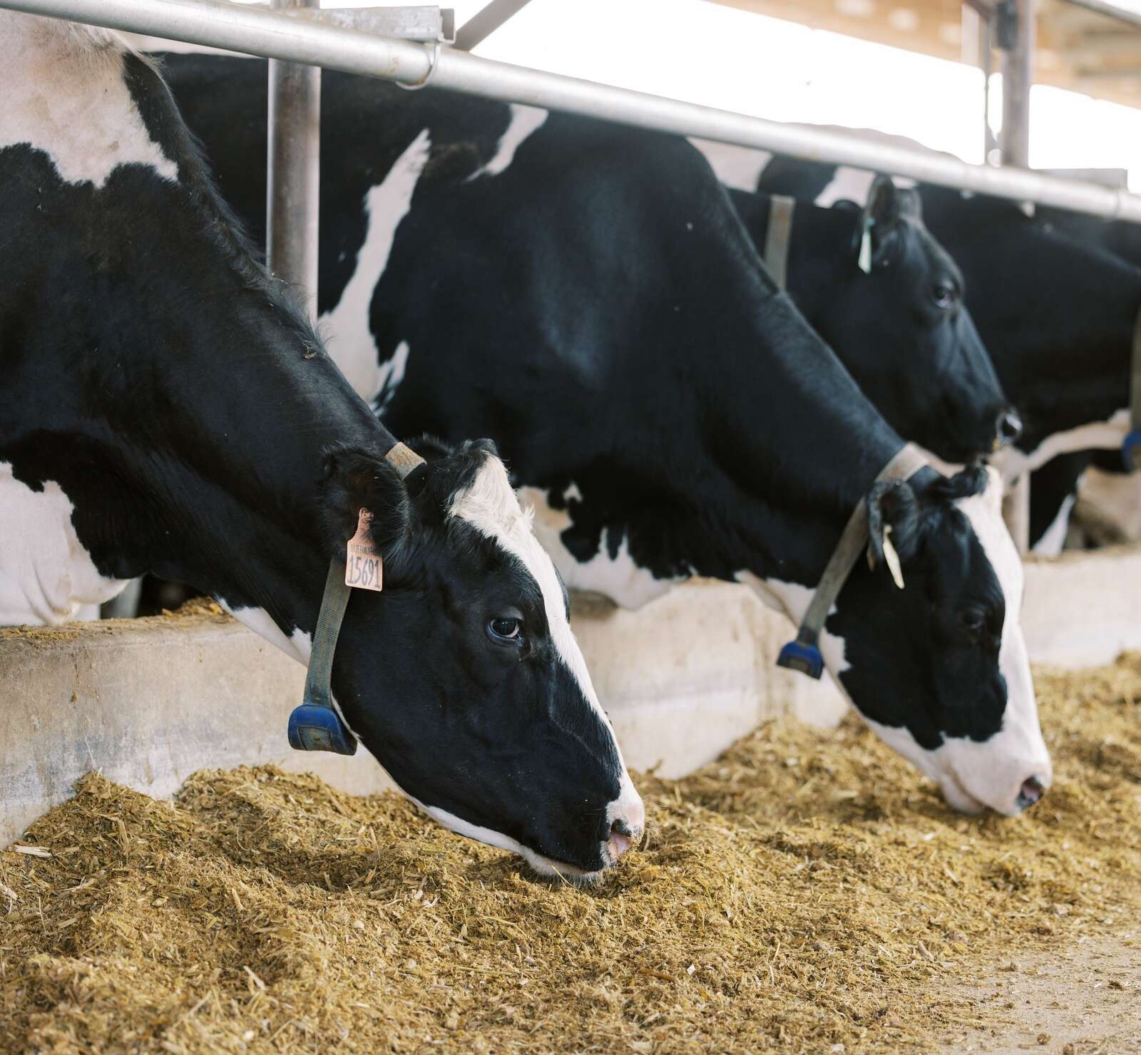 Alta COW WATCH stands out from the crowd | Dairy News Australia