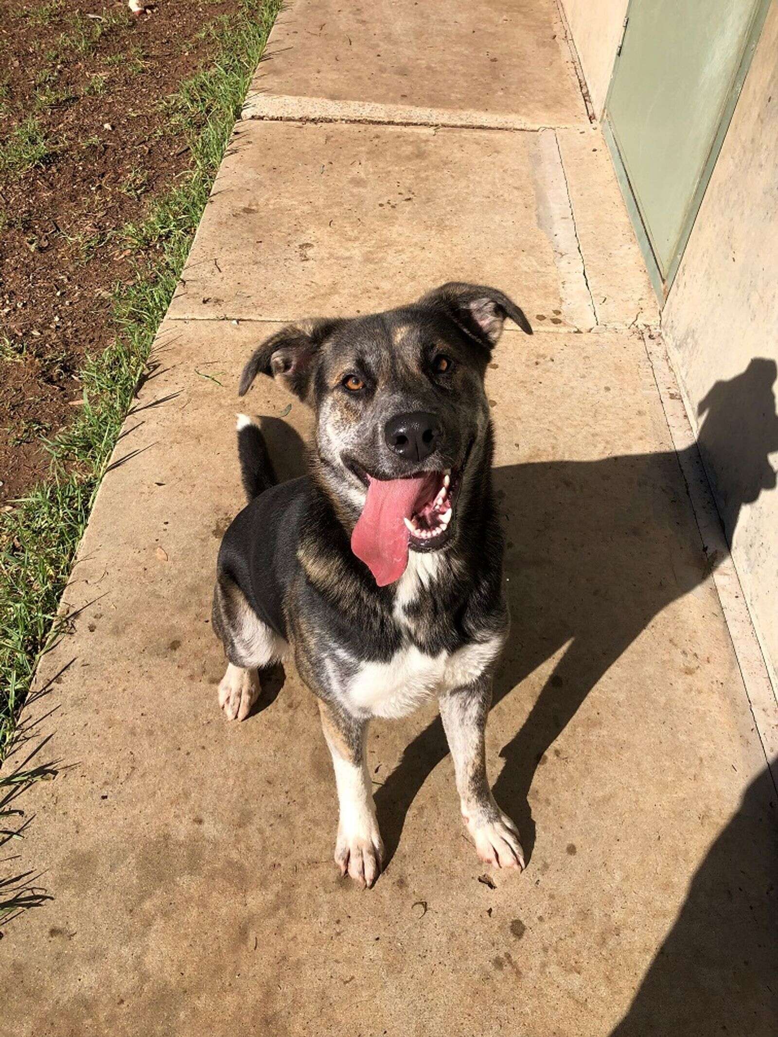 Pet of the week | Shepparton News