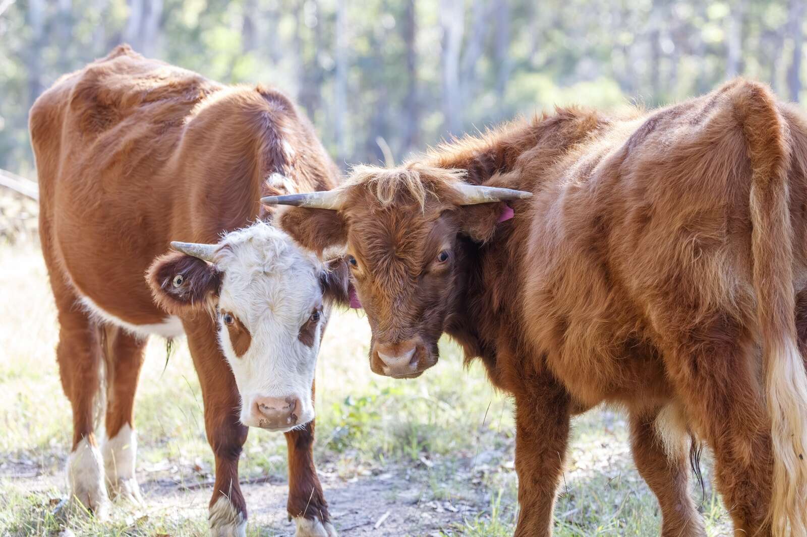 Ingrown horns pose serious threat to livestock | Shepparton News
