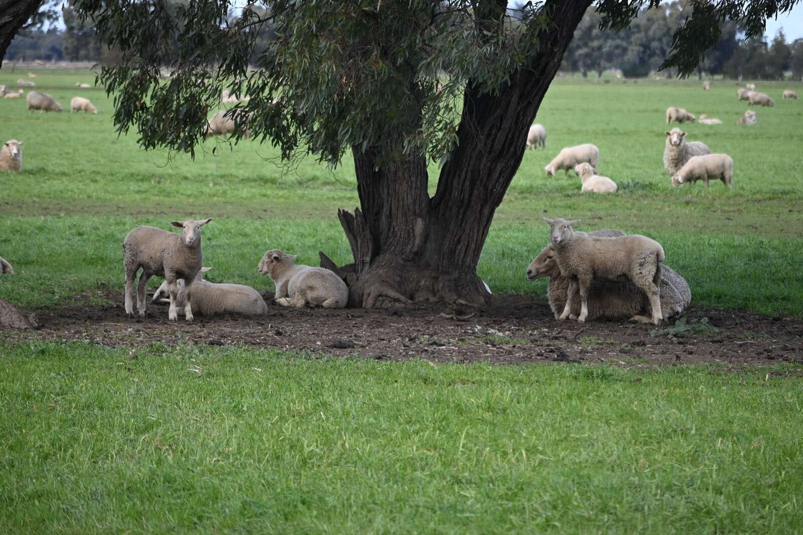 Record lamb prices at Bendigo sale | Country News