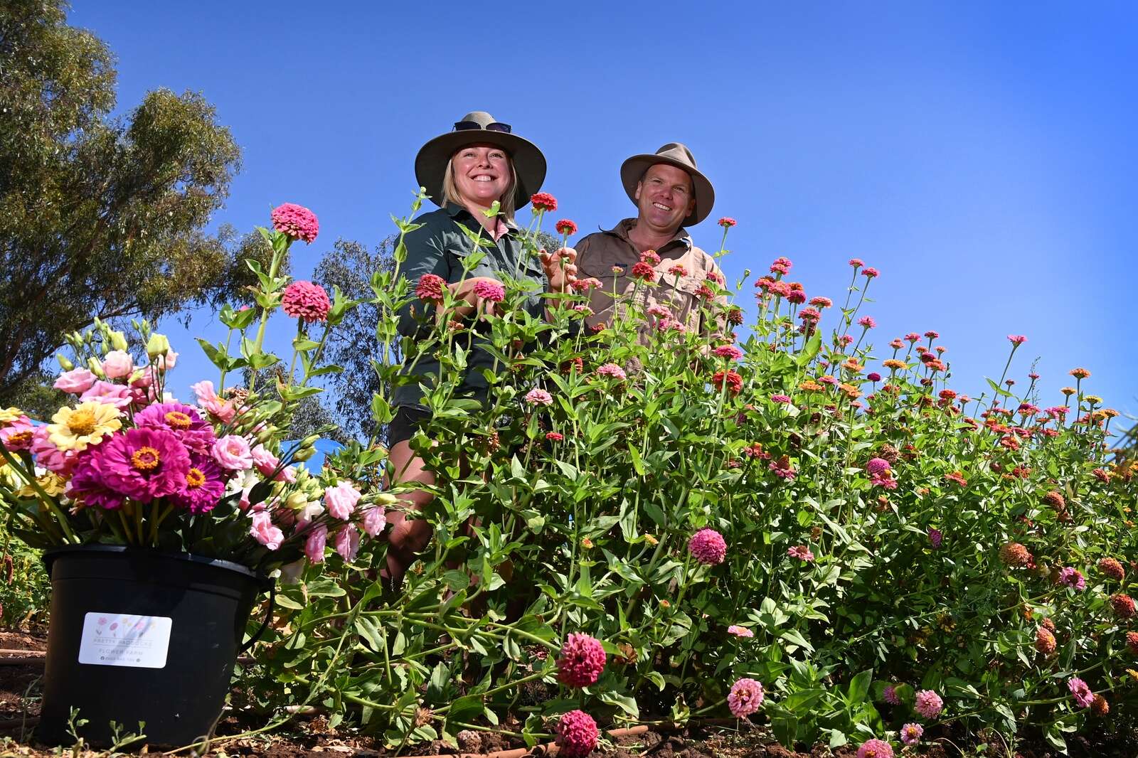 Paddocks are pretty in pink | Seymour Telegraph