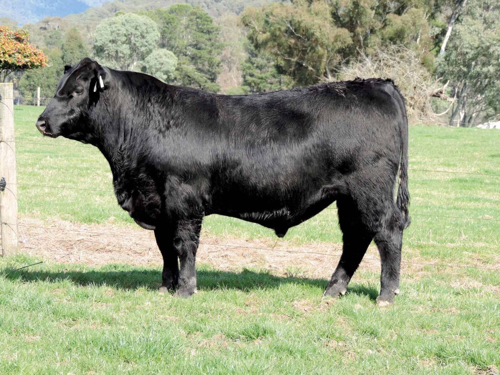Alpine Angus spring sale to offer 60 bulls | Seymour Telegraph