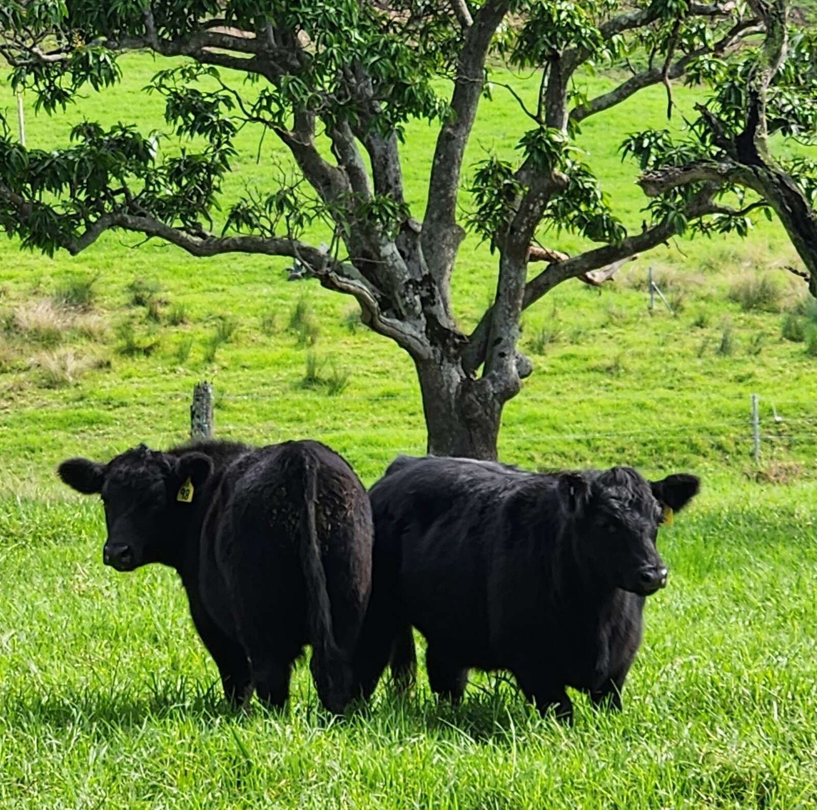 Traditional genetics — sustainable beef | Shepparton News
