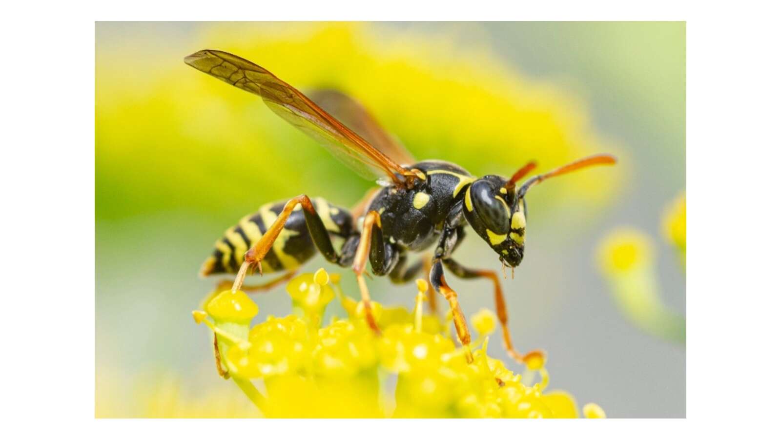 Sting operation: taking on the autumn wasps | Country News