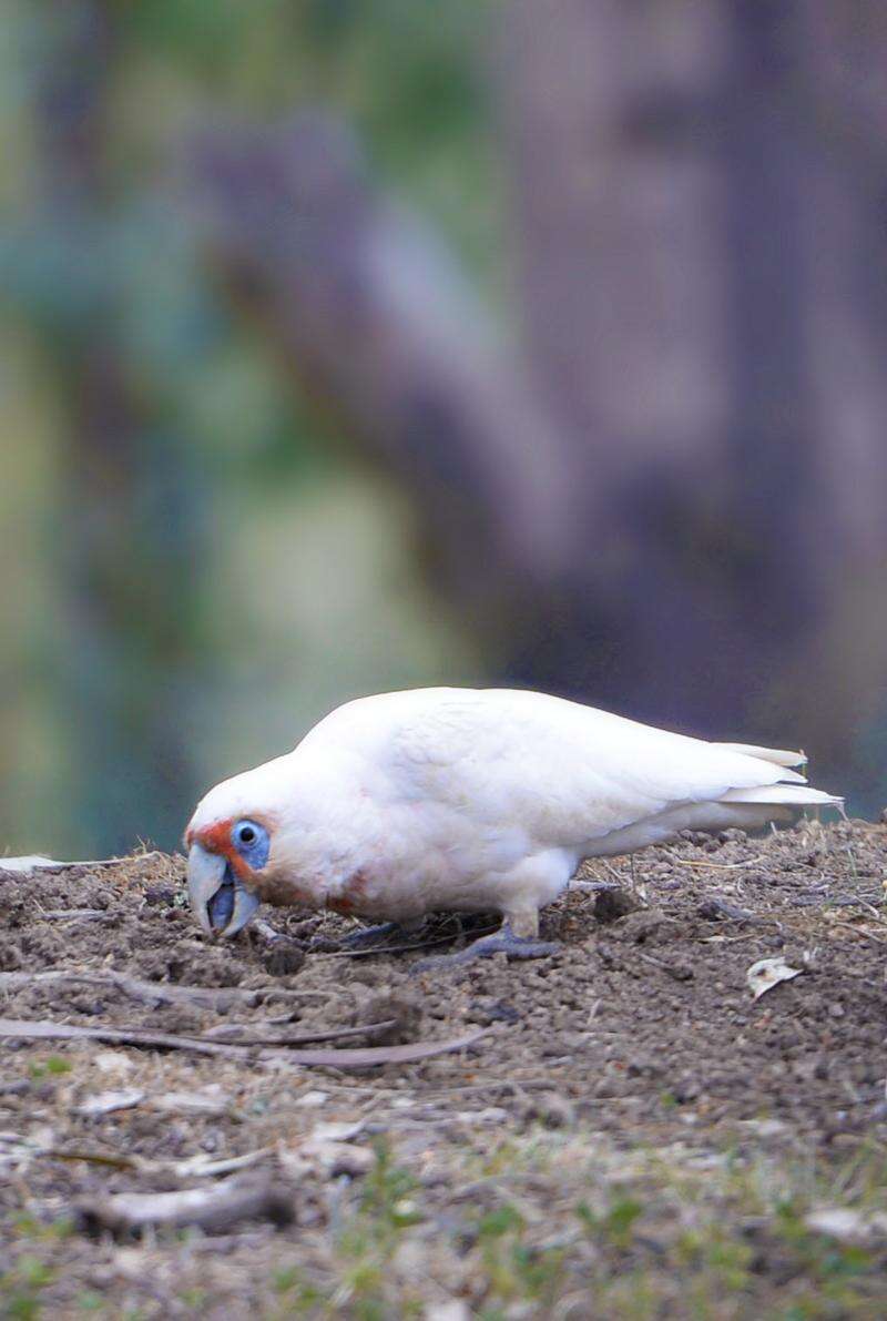 Birds a nuisance across GV | Country News