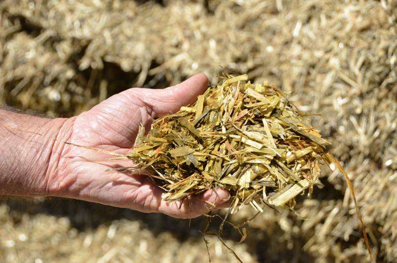 Ten tips for top silage | Country News