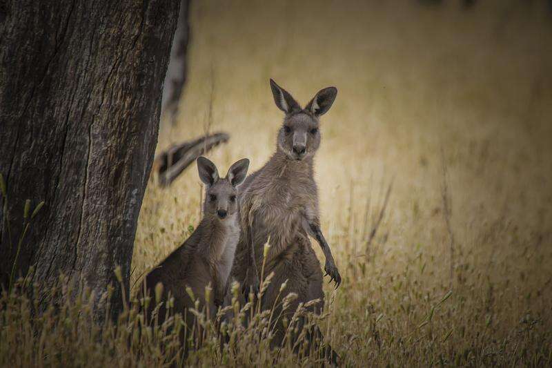 Beware of kangaroos when driving | Seymour Telegraph