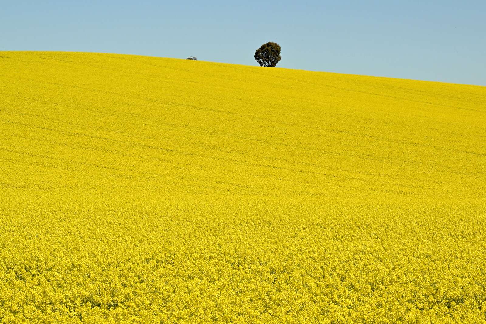 Green fuel cash injection prepares for take-off | Dairy News Australia