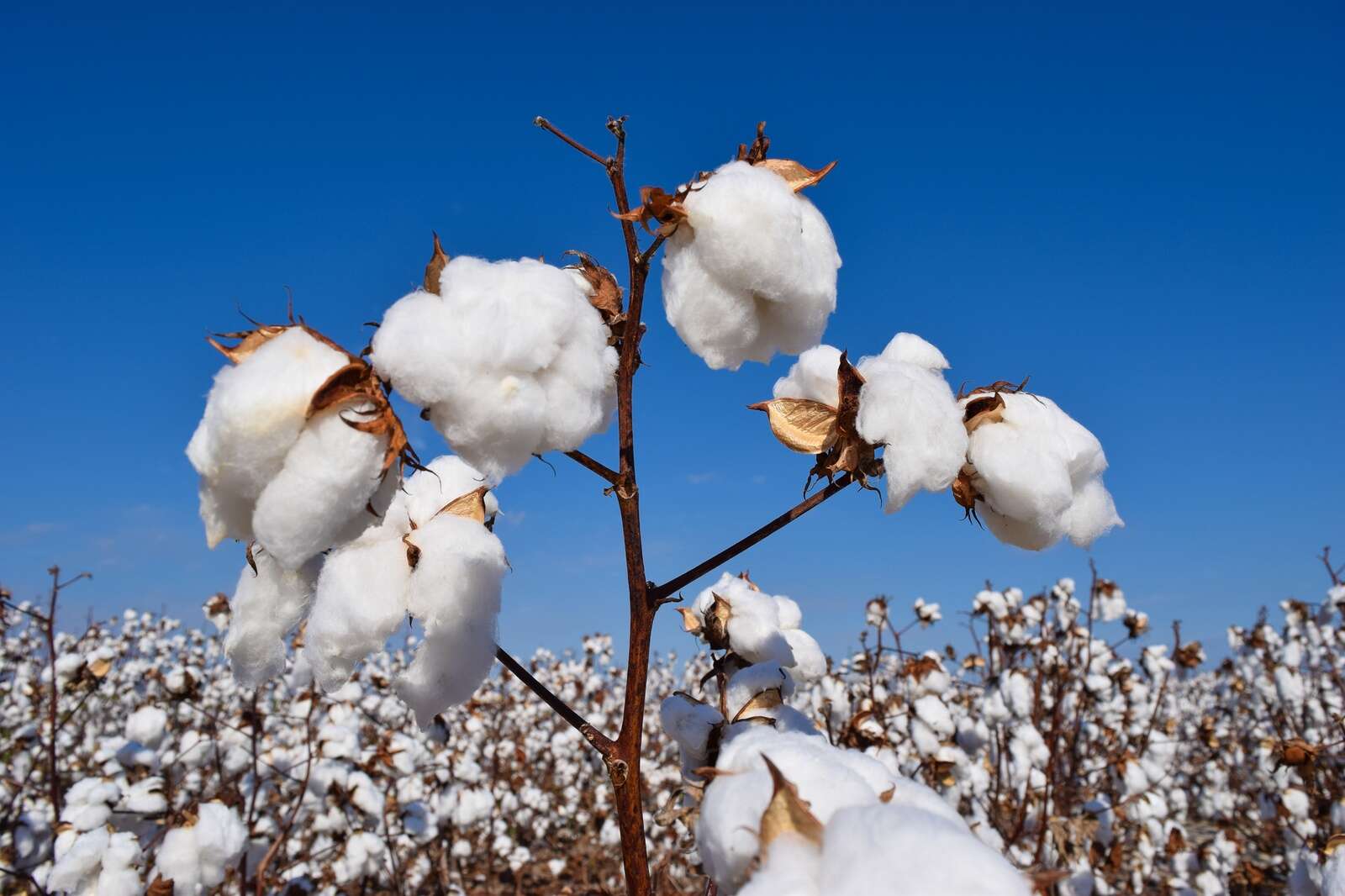 Above average crops expected for cotton | Dairy News Australia