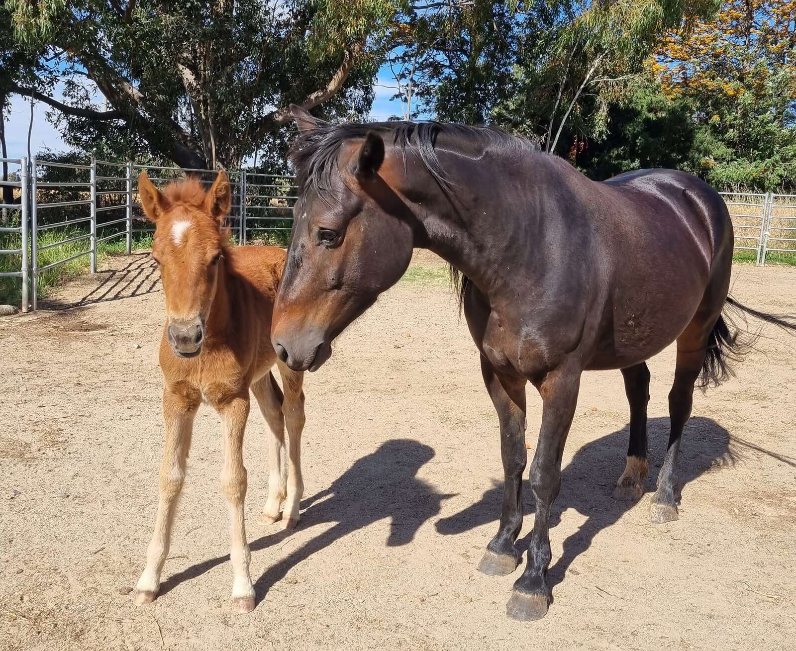 Brumby sanctuary call out for donations | Riverine Herald