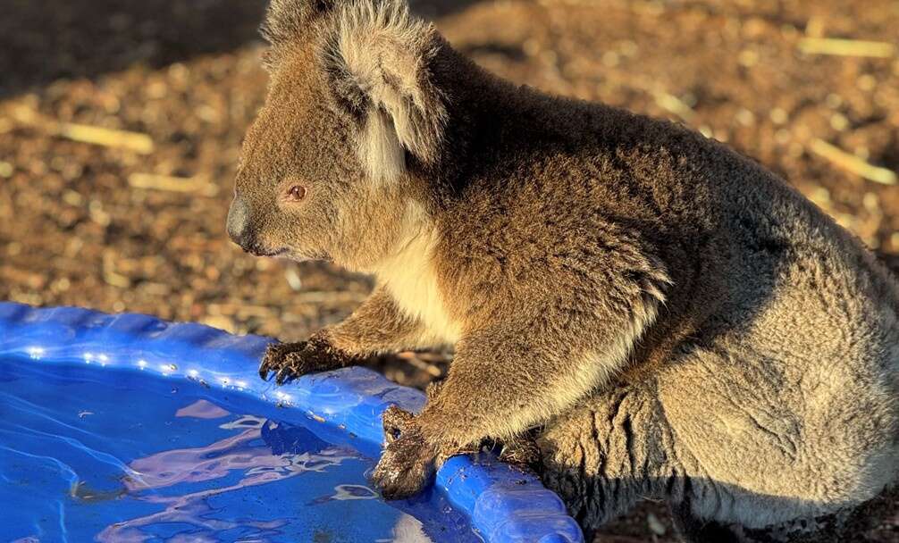 Koala’s pool party surprise | Country News