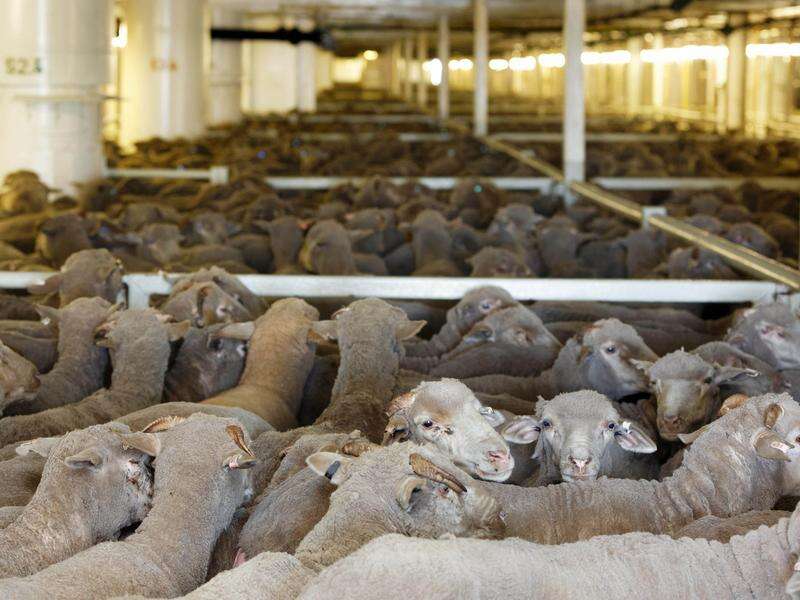 Live sheep export ban faces inquiry as backlash grows | Dairy News ...