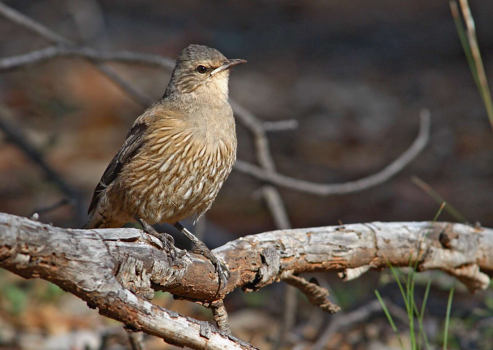 Survey takes flight | Country News