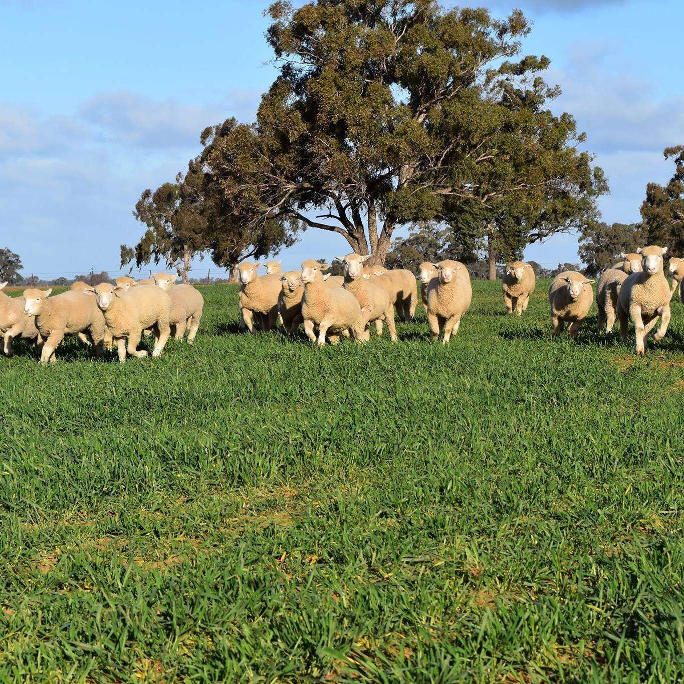 Top Saber rams on offer | Dairy News Australia