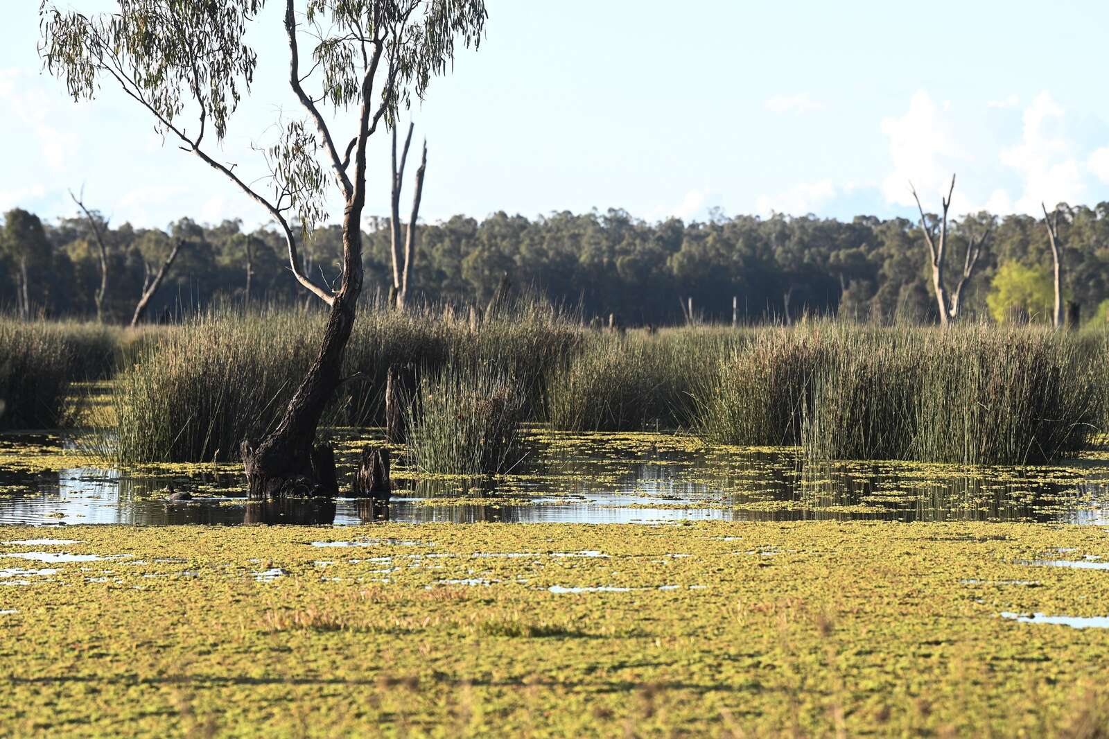 Swamp fires suspicious | Seymour Telegraph