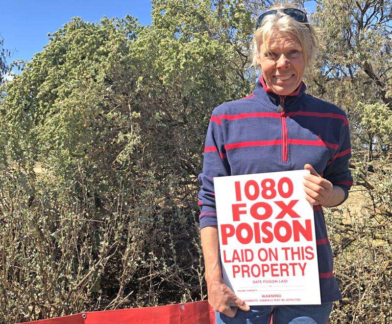 Fox baiting is ‘vital’ for farmers | Deniliquin Pastoral Times