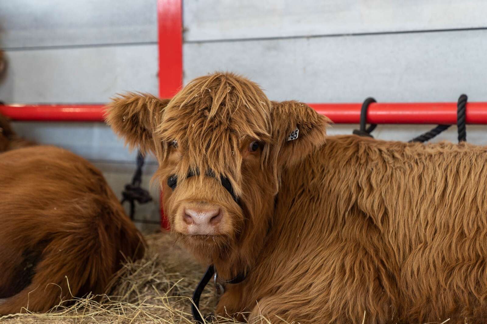 Fun and fluff at next month’s expo | Seymour Telegraph