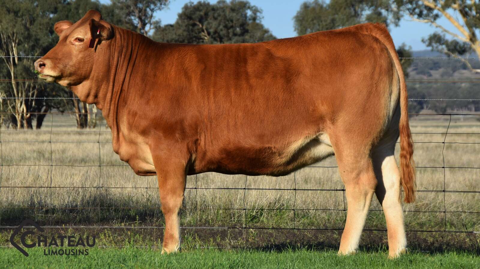 Celebrating 40 years of Limousin breeding | Deniliquin Pastoral Times