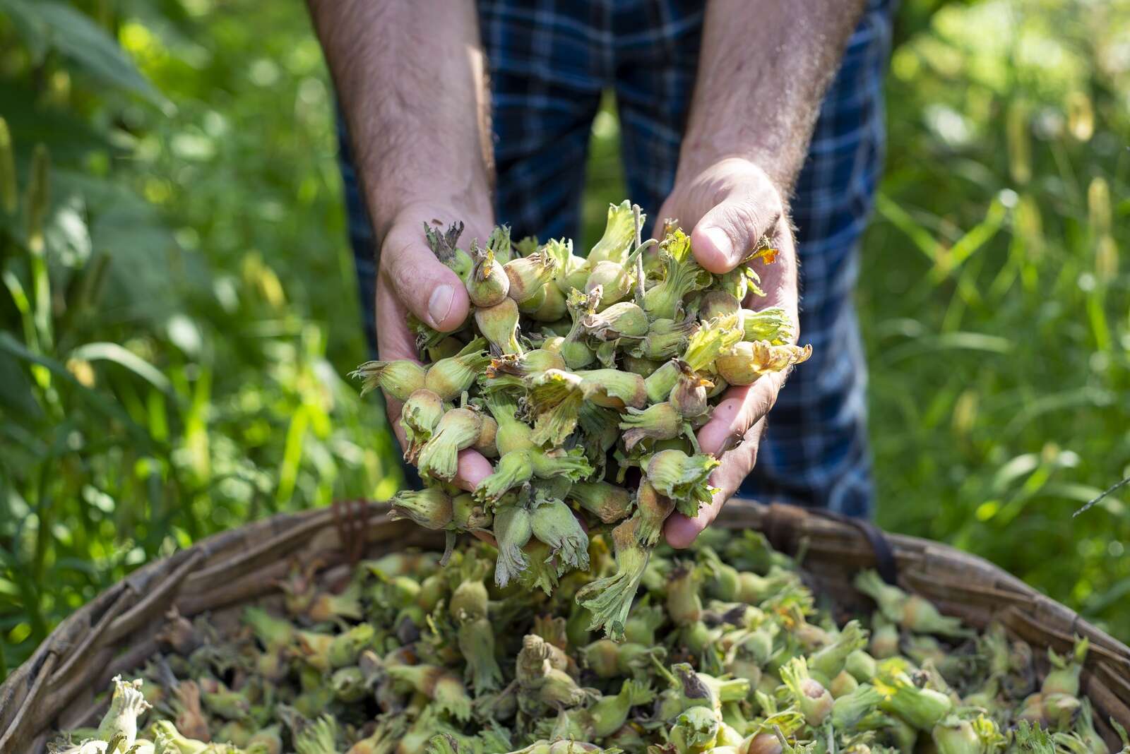 Going nuts for hazelnuts | Dairy News Australia