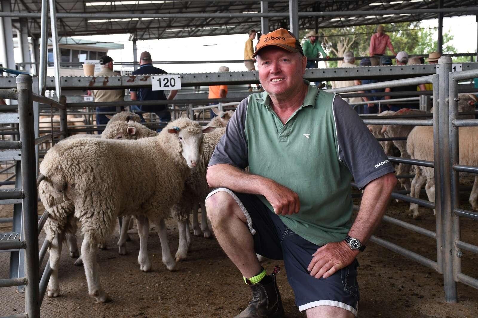 Lamb prices rally after slump | Country News