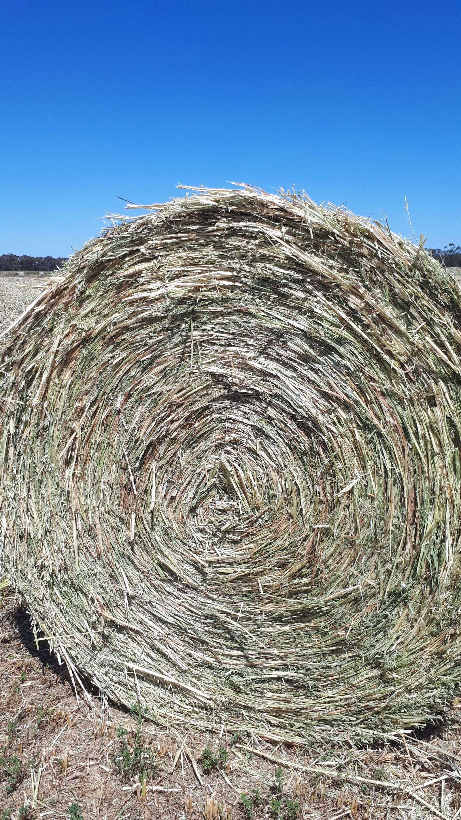 Heaviest hay bale weighs in at 763kg | Dairy News Australia