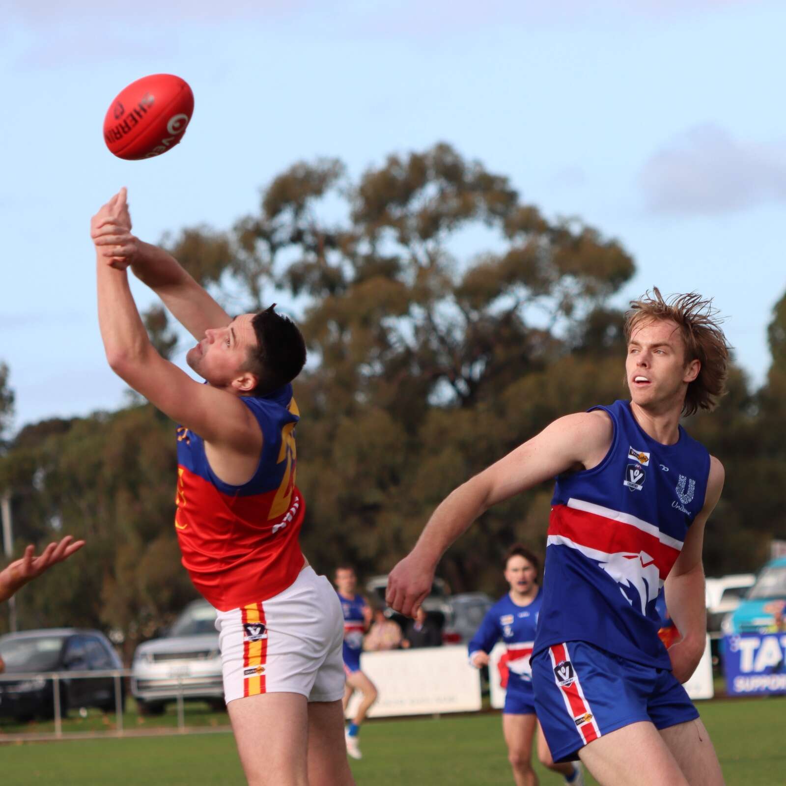 Bulldogs left licking their wounds after tussle with Lions | Seymour ...