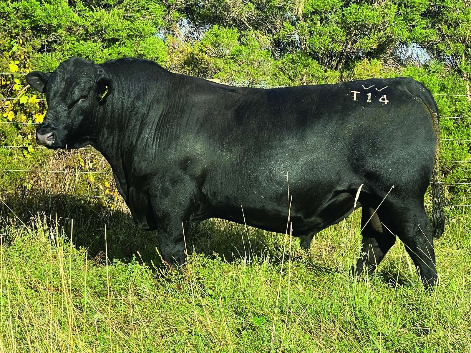 Bulls are ticking the boxes | Country News