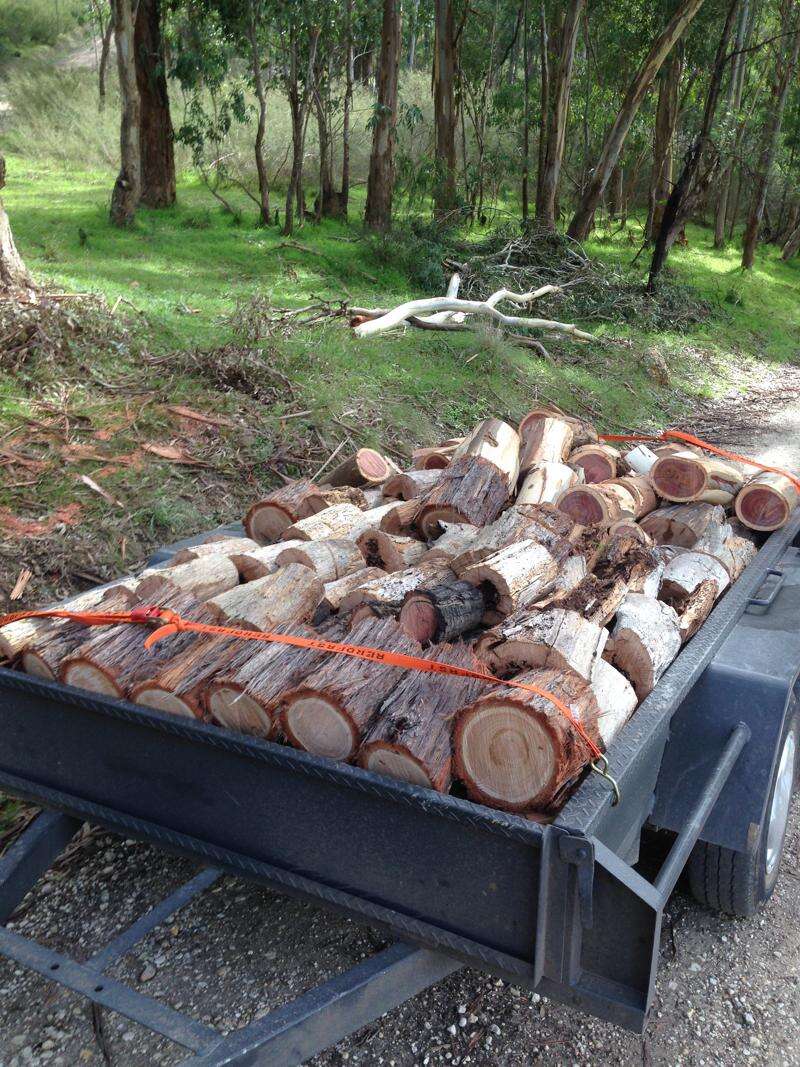 Roadside firewood collection poses threat to endangered wildlife ...