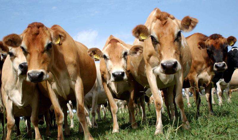 Northern Vic farms more profitable | Country News