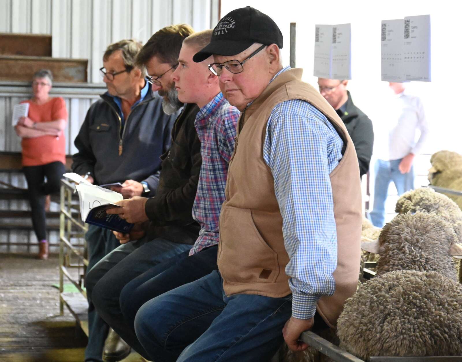 Ram prices make for a ‘tough day’ | Dairy News Australia