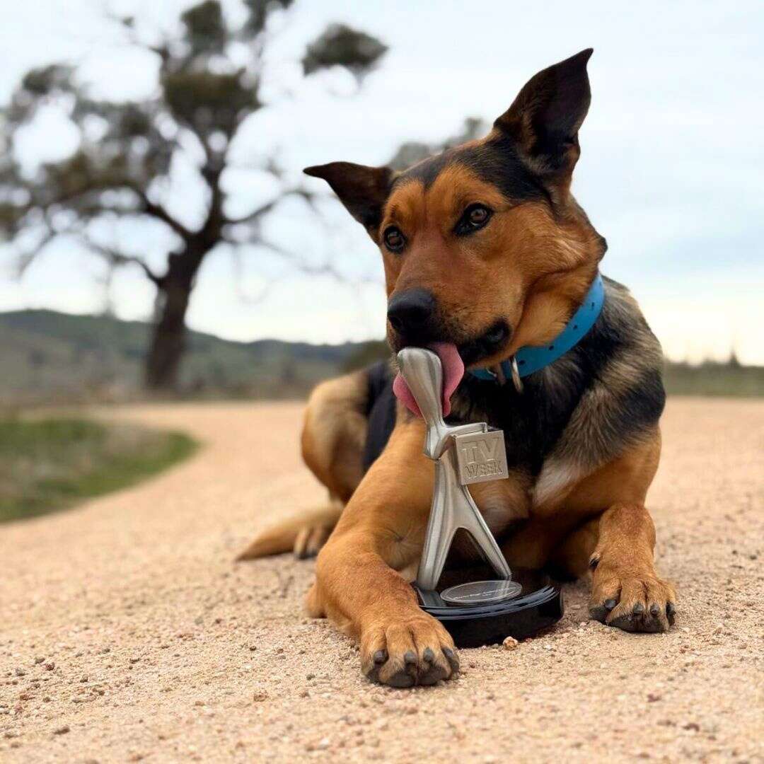 Collies and kelpies muster up a Logie | Dairy News Australia