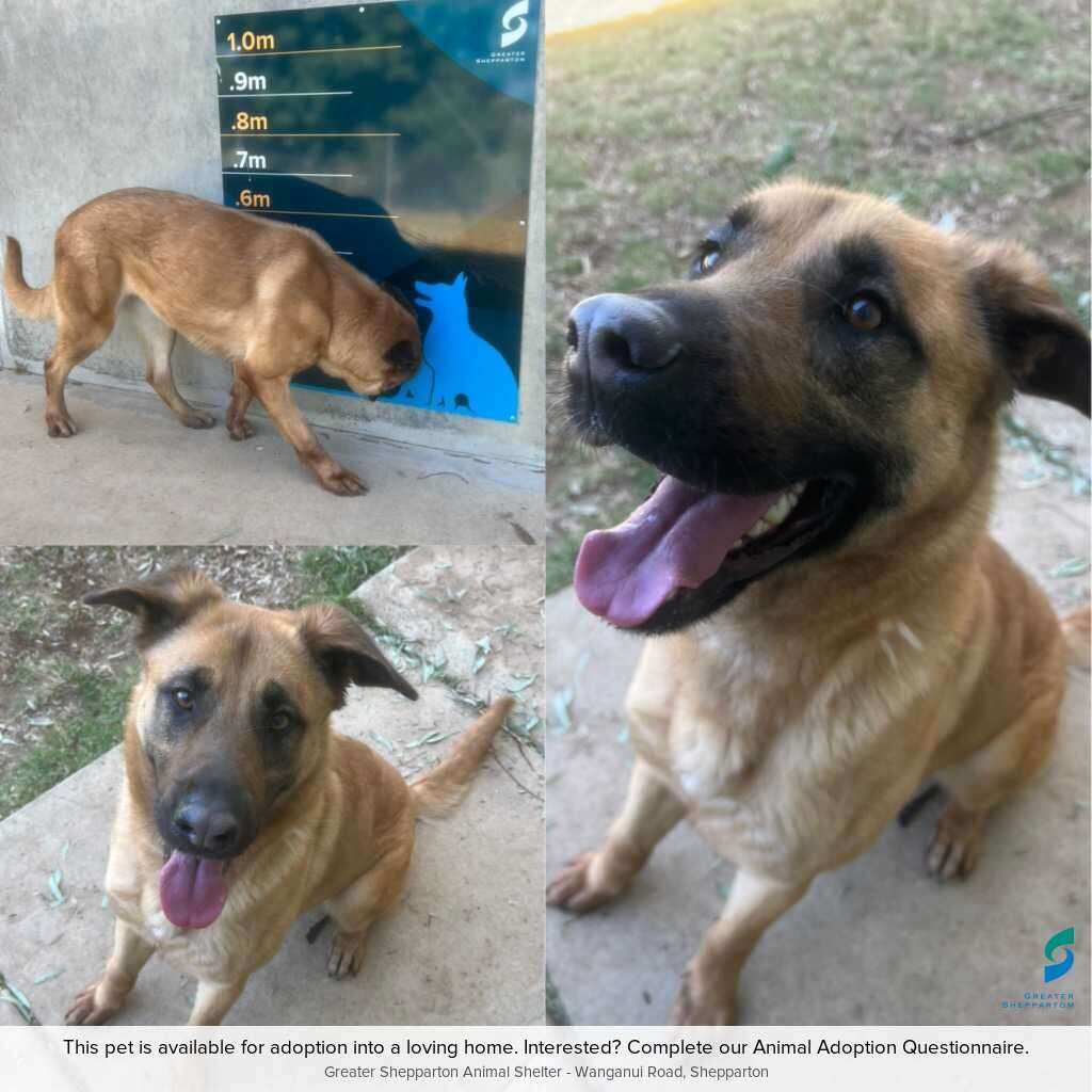 Pet of the week: Sheeba | Shepparton News