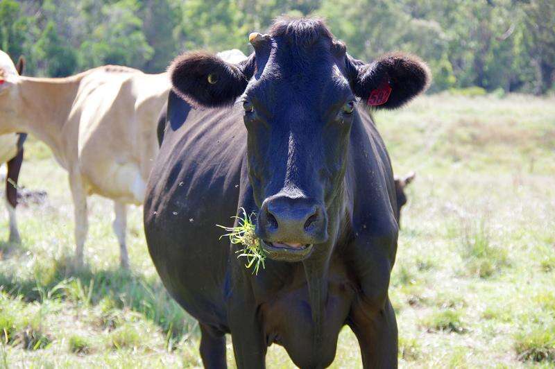 Dairy production rebounds amid challenges | Country News