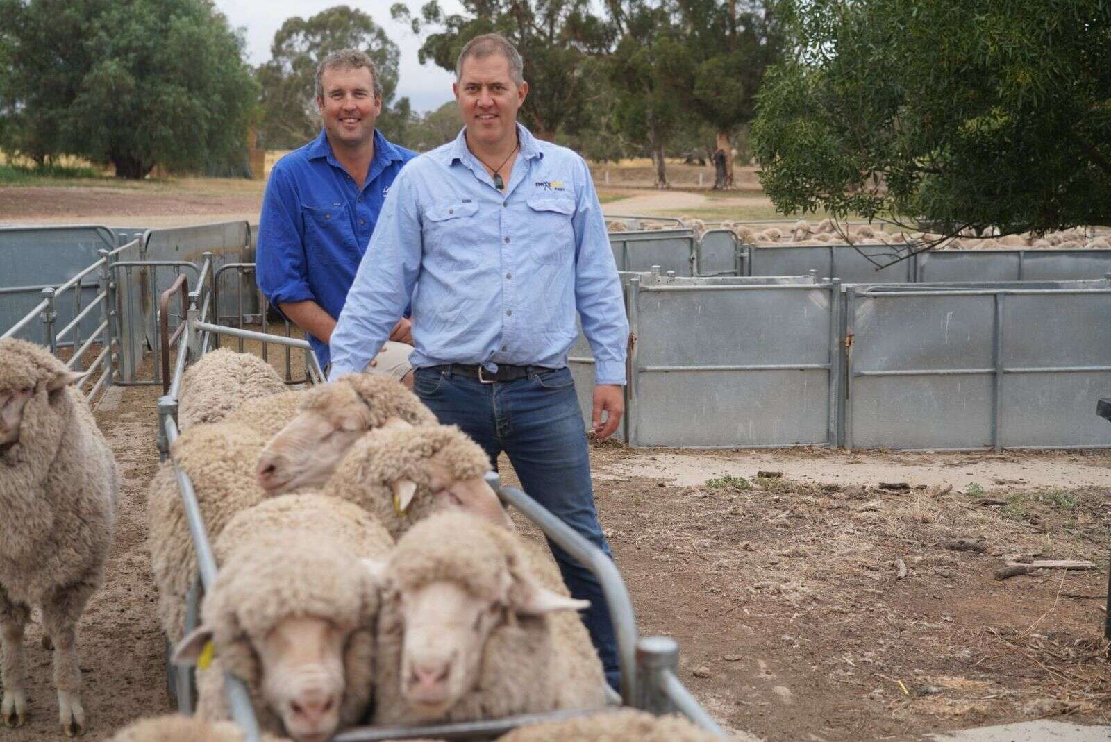 Learn to farm without mulesing | Dairy News Australia