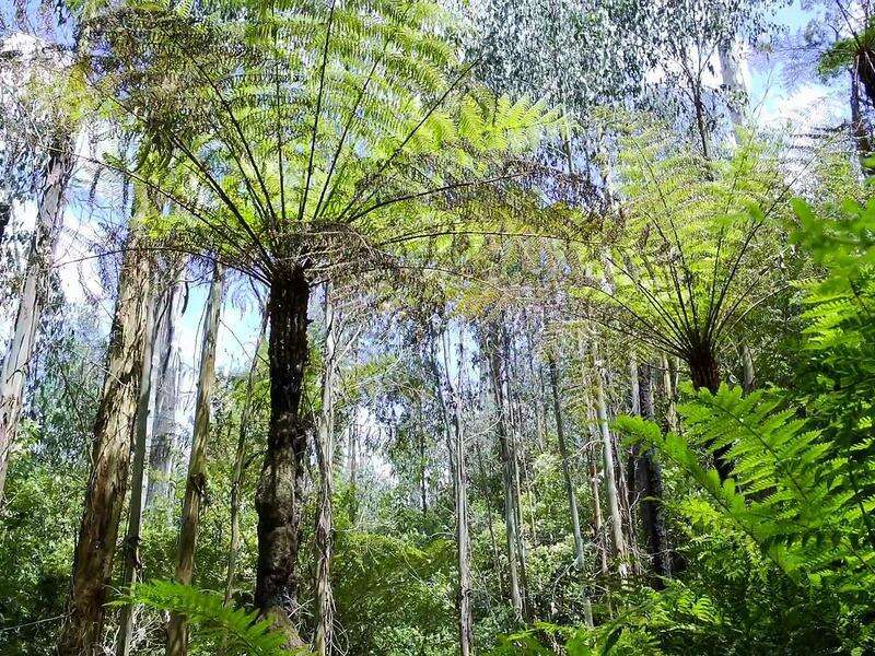 Bank lending not helping Australia's ailing environment | Kyabram Free ...