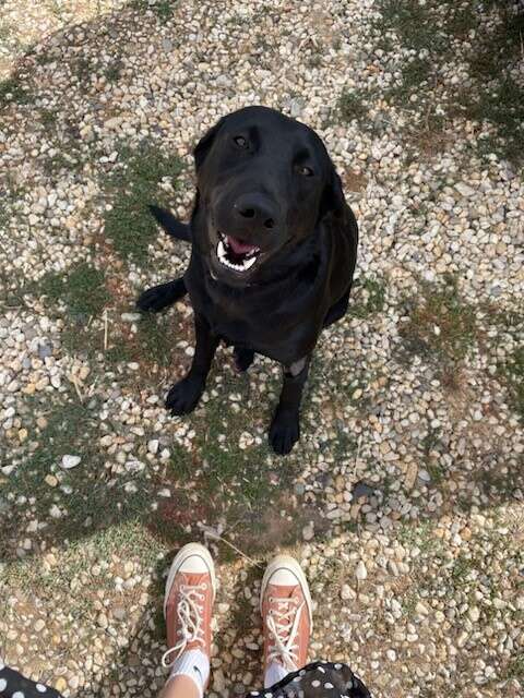 A dog owner’s worst nightmare: Dog theft ends in tragedy | Dairy News ...