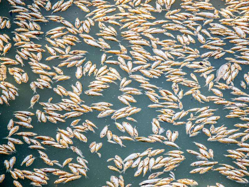 SA officials monitor NSW blackwater fish kill | Kyabram Free Press