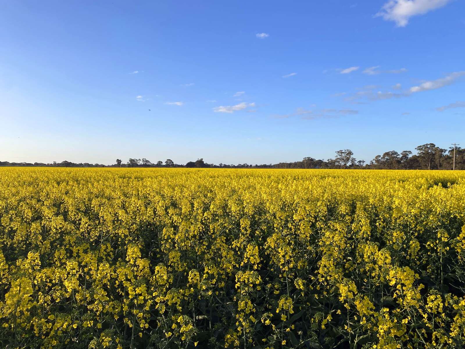 Friday weather | Shepparton forecast | Shepparton News