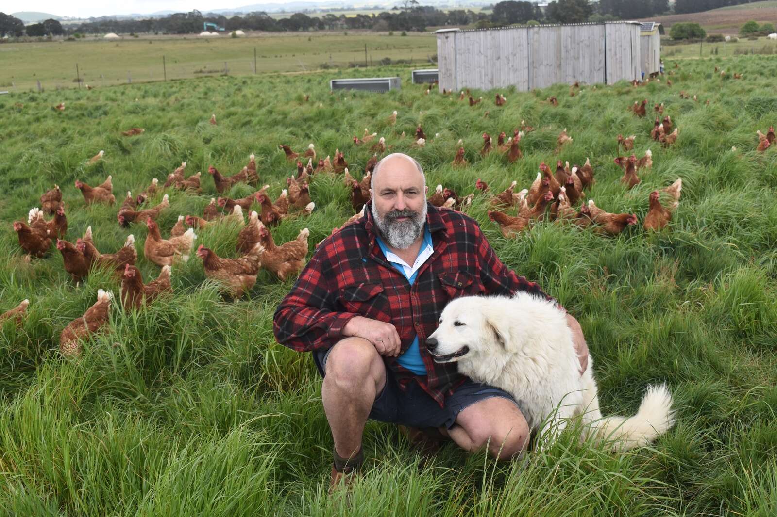 Chook farm a real cracker | Dairy News Australia