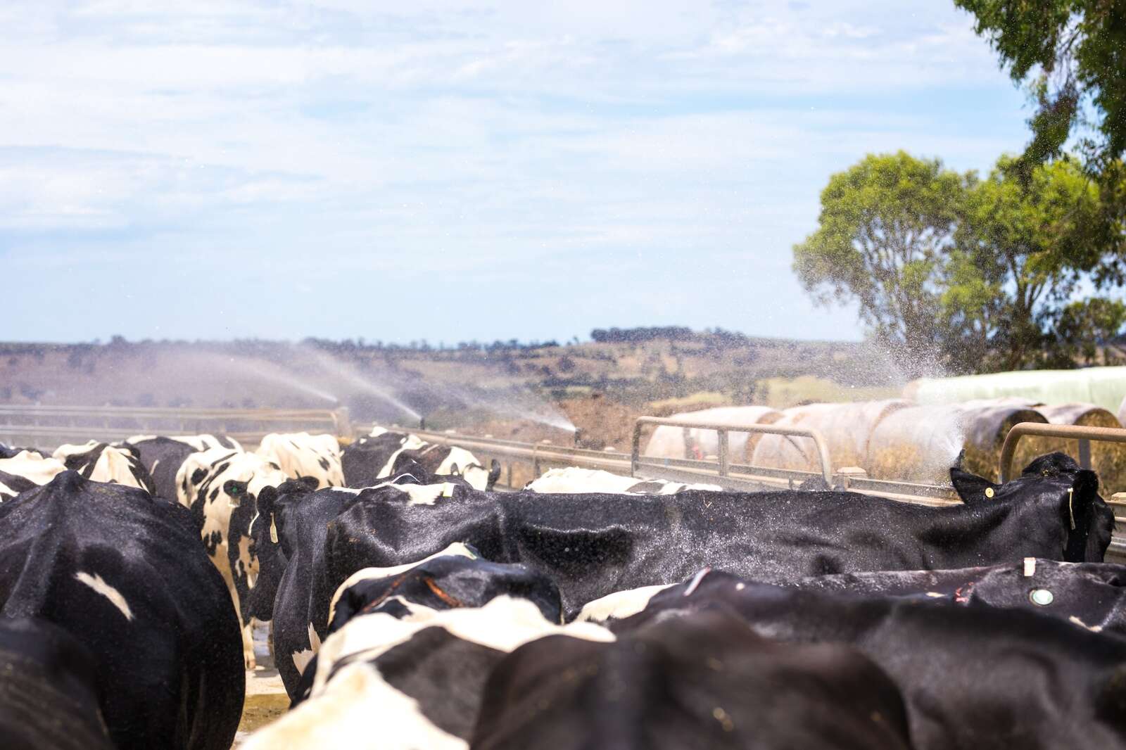 Keeping cows cool | Dairy News Australia