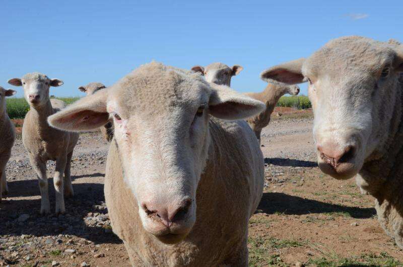 Pain relief for mulesing sheep becomes law on July 1 | Country News