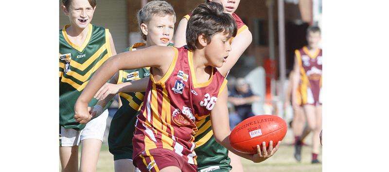 Bears cubs able to take to field | Shepparton News