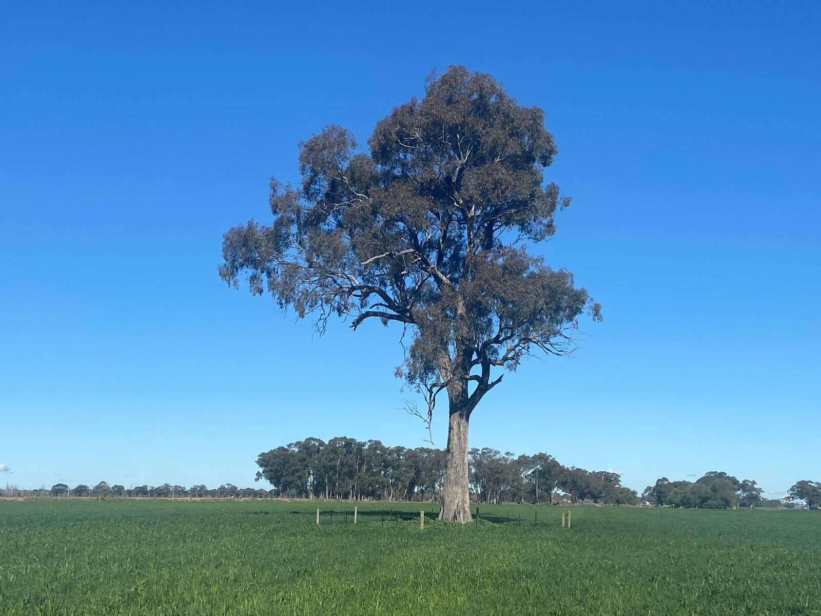 Deal will protect precious trees | Country News