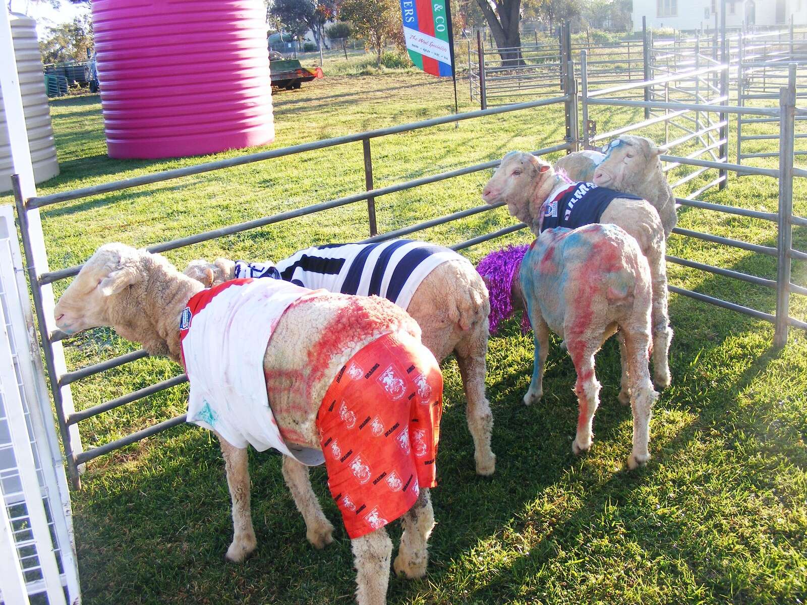 A race day with a difference | Dairy News Australia