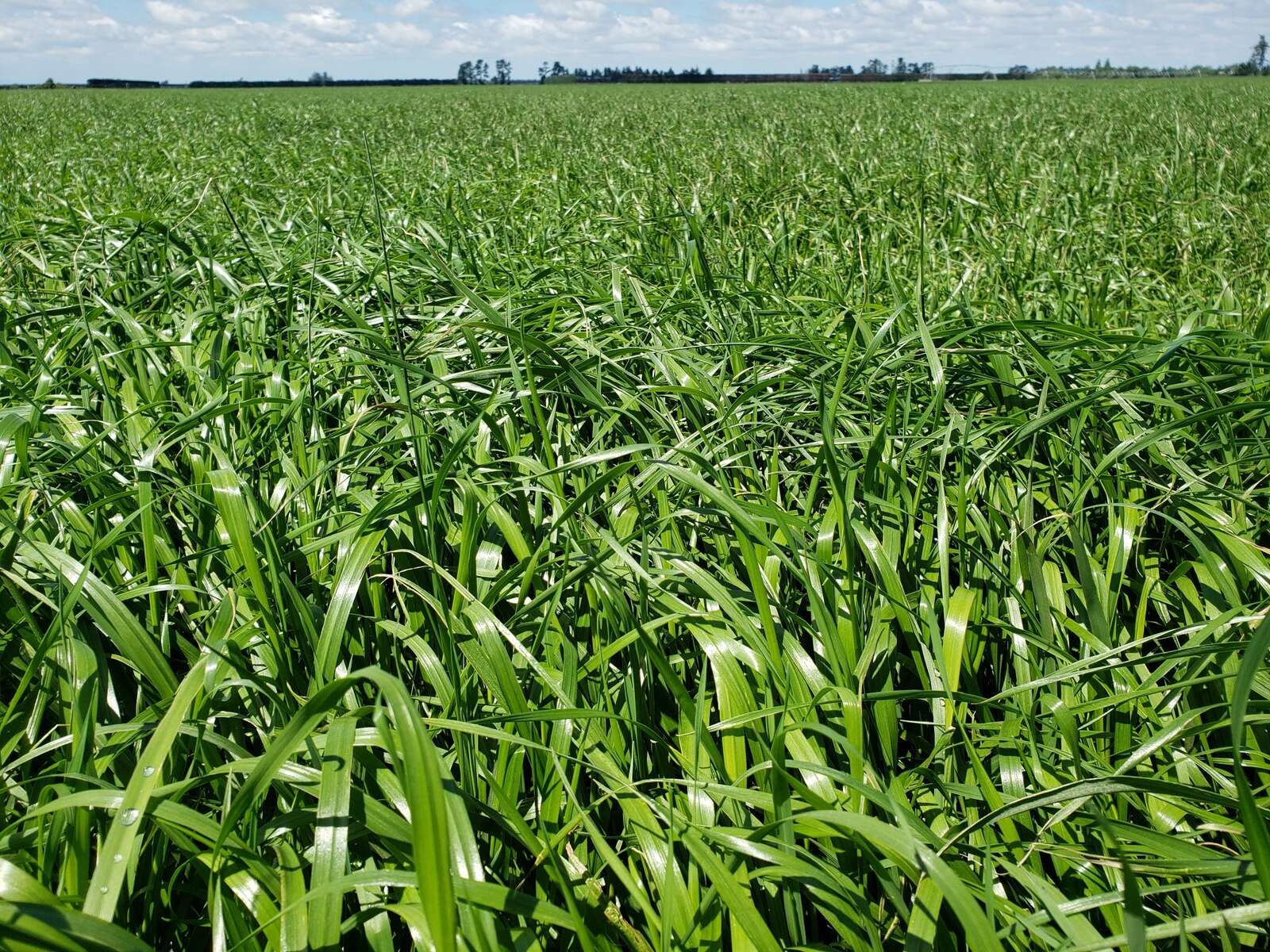 Dash into a proven annual rye-grass | Country News